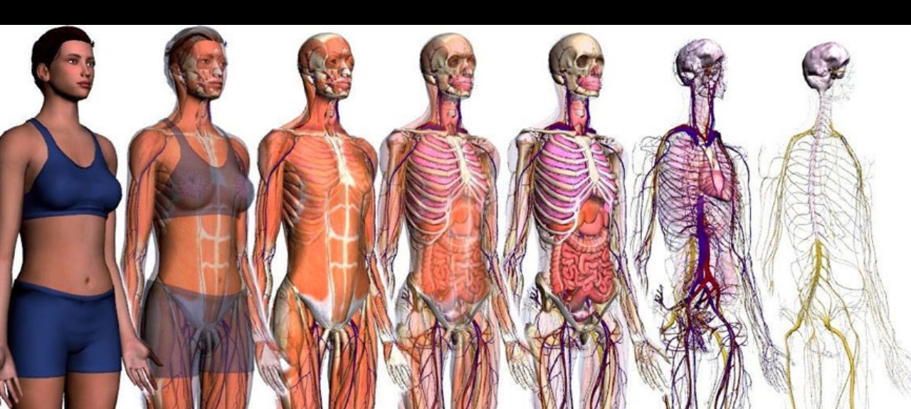 Study anatomy